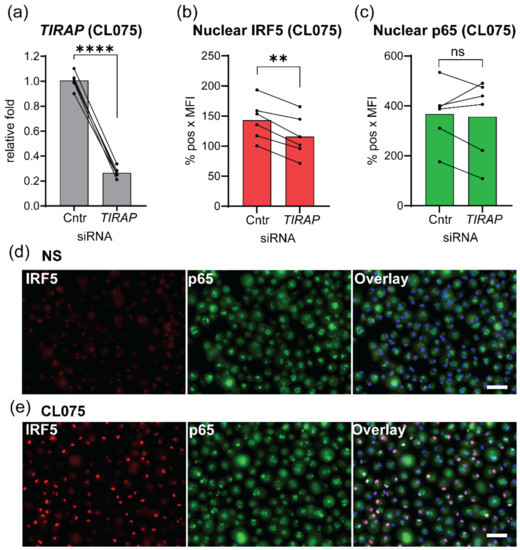 TIRAP/Mal Positively Regulates TLR8-Mediated Signaling via IRF5 in ...
