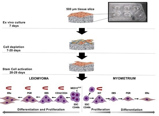 Biomedicines Free Full Text Stem Cell Growth And Differentiation In