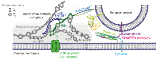 Mechanisms of Synaptic Vesicle Exo- and Endocytosis