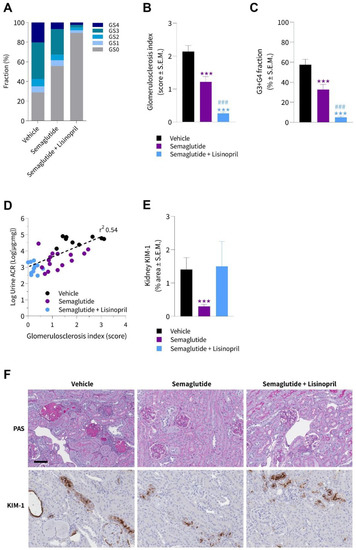 Nephroprotective Effects of Semaglutide as Mono- and Combination ...