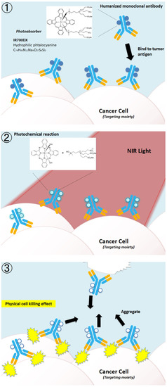 Near-Infrared Photoimmunotherapy for Thoracic Cancers: A Translational ...