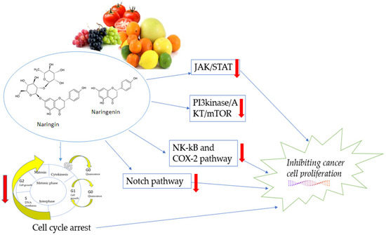 Naringin and Naringenin: Their Mechanisms of Action and the Potential ...
