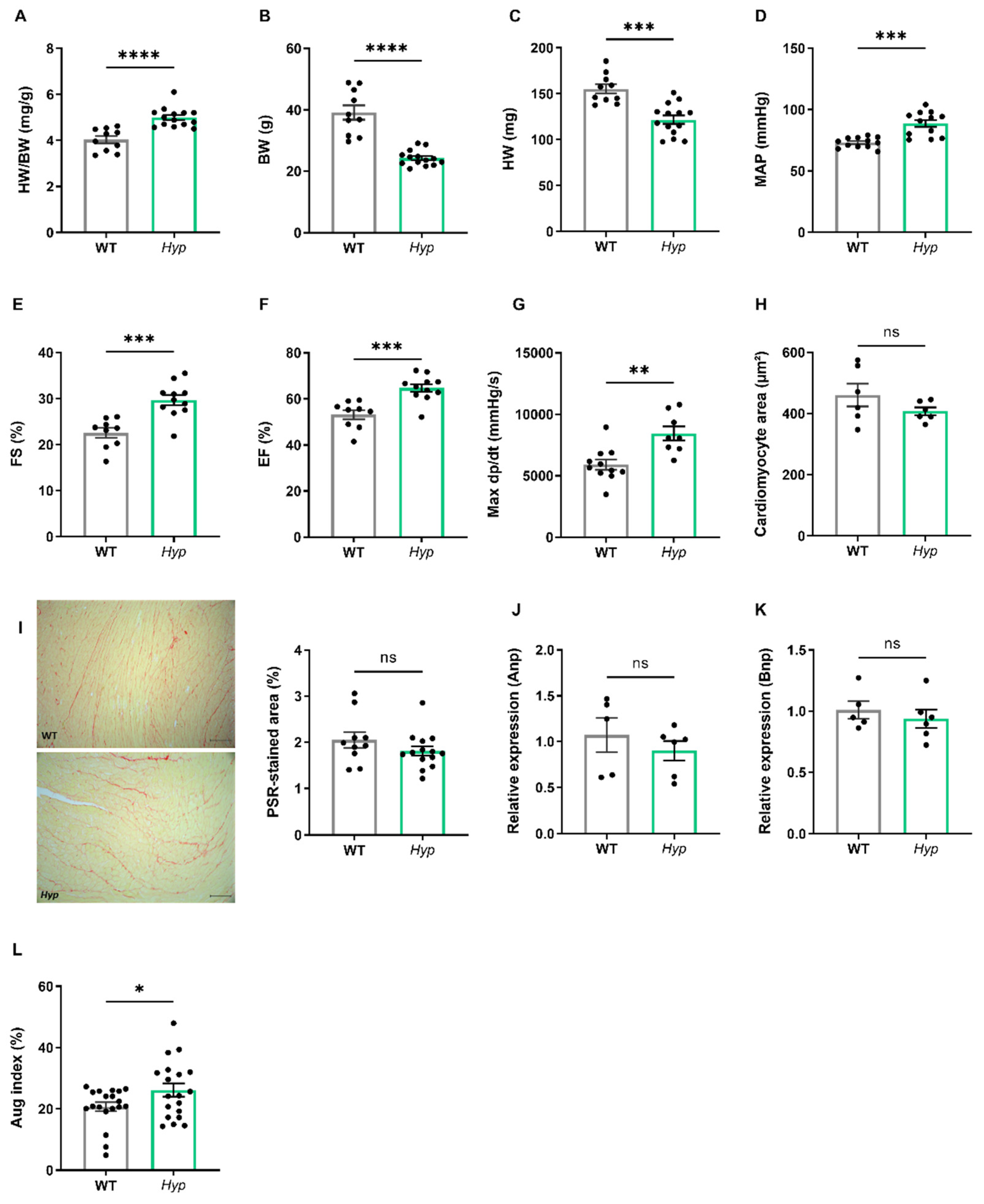 Activation of RAAS Signaling Contributes to Hypertension in Aged Hyp Mice