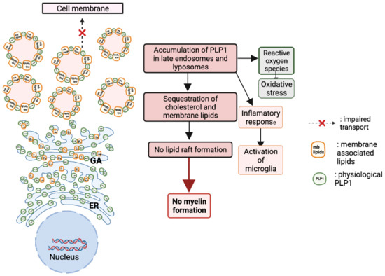 Mutation of Proteolipid Protein 1 Gene: From Severe Hypomyelinating ...