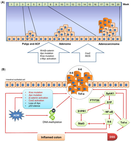 Mouse Models for Application in Colorectal Cancer: Understanding the ...