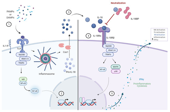 Interleukin-18 Binding Protein in Immune Regulation and Autoimmune Diseases