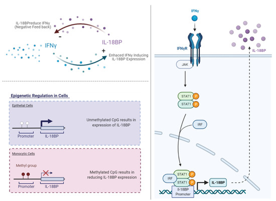 Interleukin-18 Binding Protein in Immune Regulation and Autoimmune Diseases