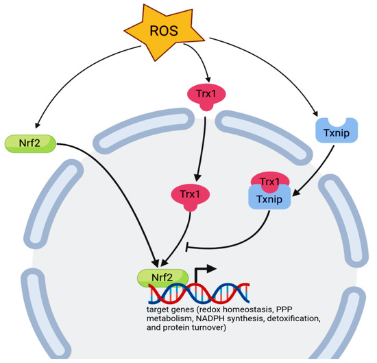 The Thioredoxin System of Mammalian Cells and Its Modulators