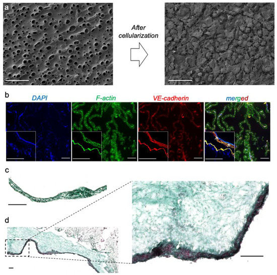 Bioactive Cell-Derived ECM Scaffold Forms a Unique Cellular ...