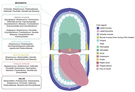 Oral Microbiota, Its Equilibrium and Implications in the ...
