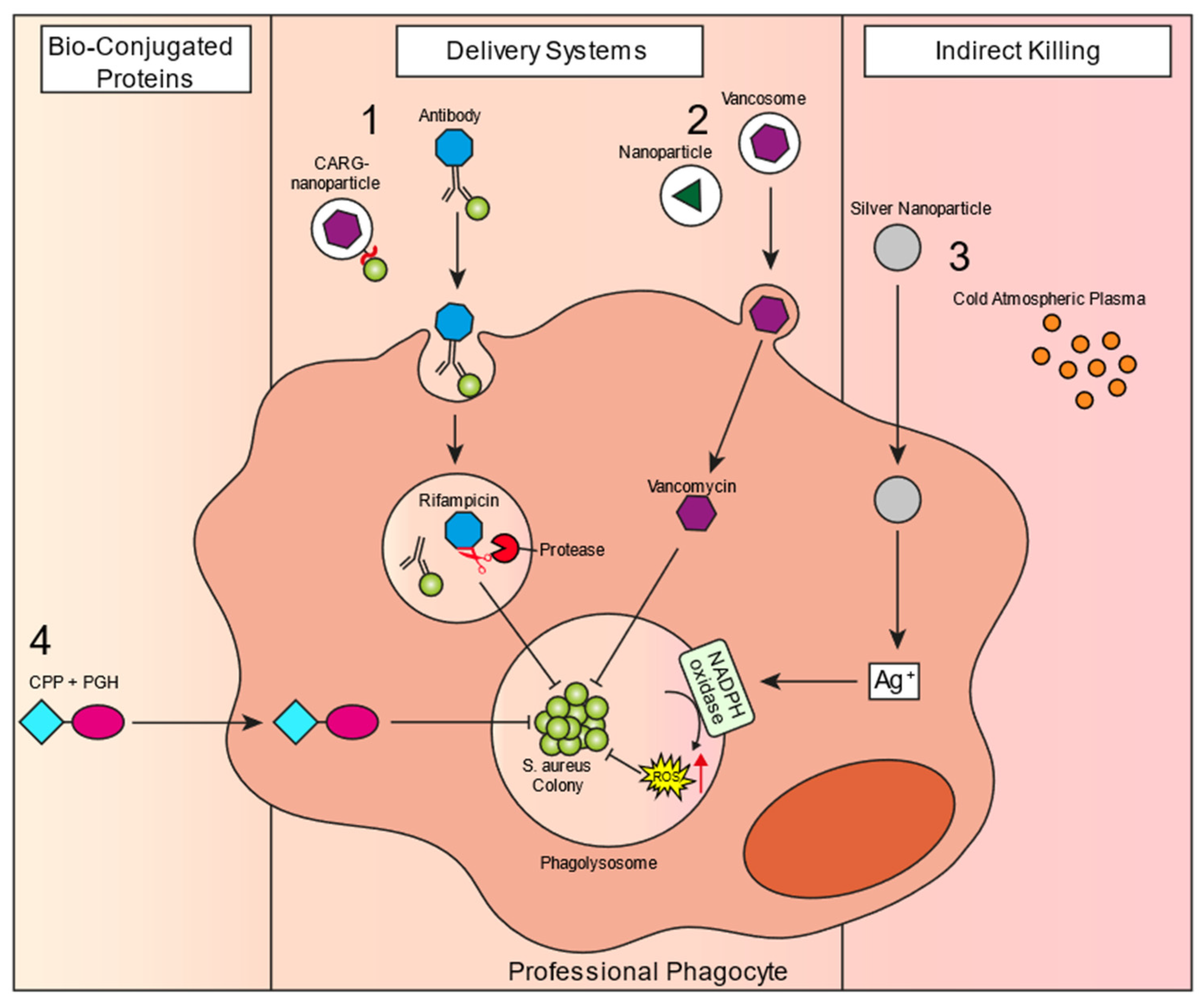 Biomedicines | Free Full-Text | Intracellular Habitation of ... Biomedicines | Free Full-Text | Intracellular Habitation of ...