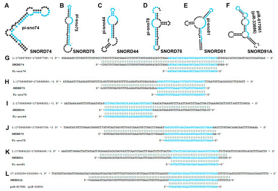 Small Nucleolar Derived RNAs as Regulators of Human Cancer