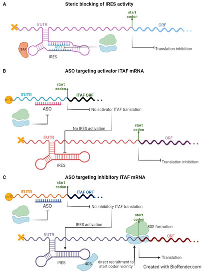 Biomedicines | Free Full-Text | Internal Ribosome Entry Site (IRES ...