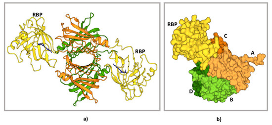 The Journey of Human Transthyretin: Synthesis, Structure Stability, and ...