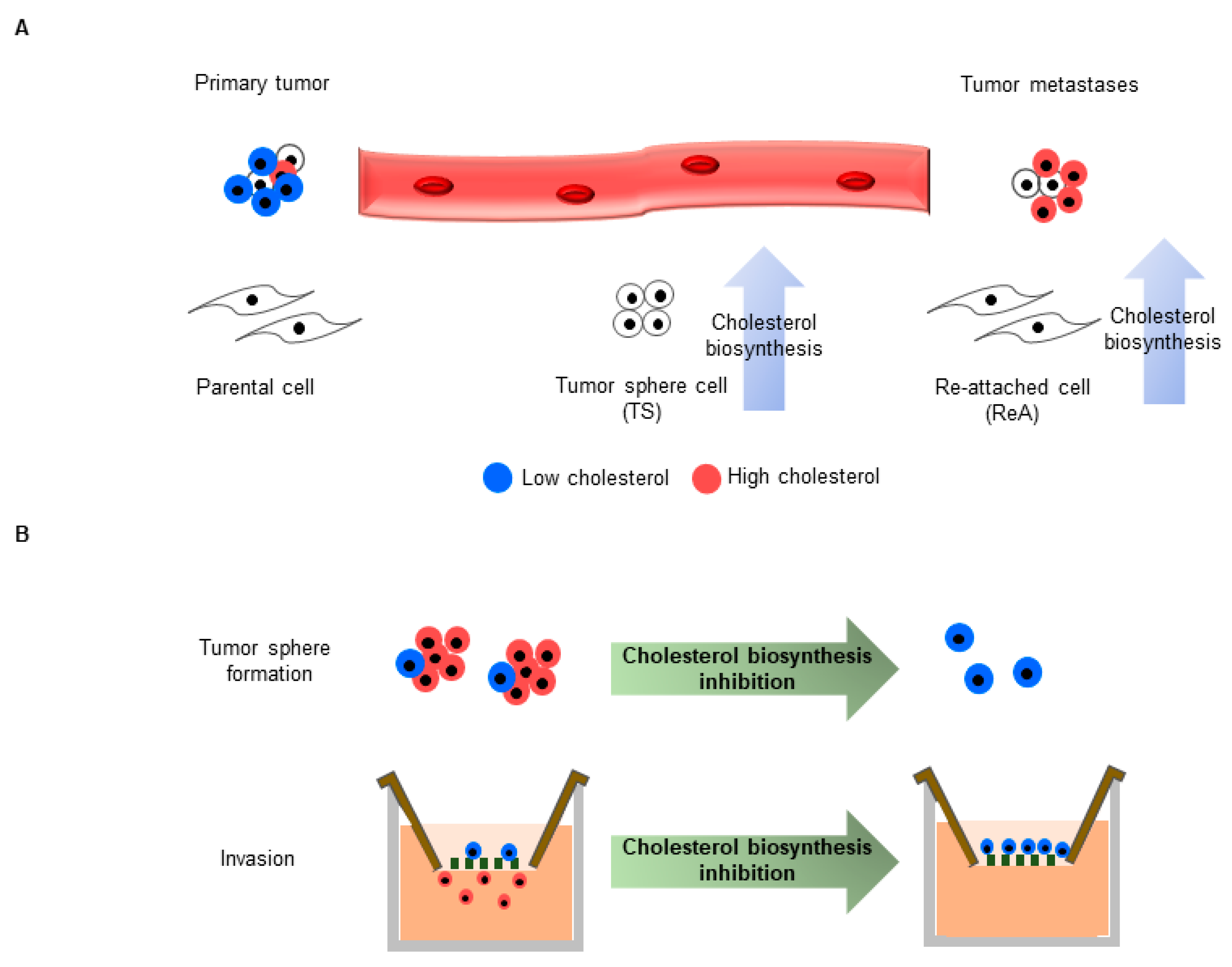 Cholesterol Synthesis Is Important for Breast Cancer Cell Tumor Sphere ...