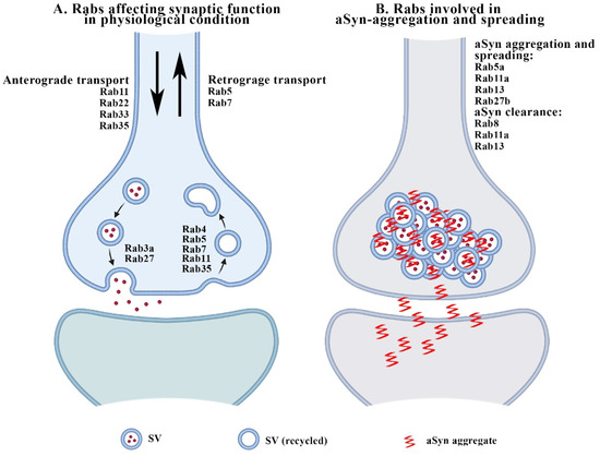 The Role of Rab Proteins in Parkinson’s Disease Synaptopathy