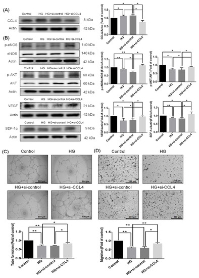CCL4 Deletion Accelerates Wound Healing by Improving Endothelial Cell ...