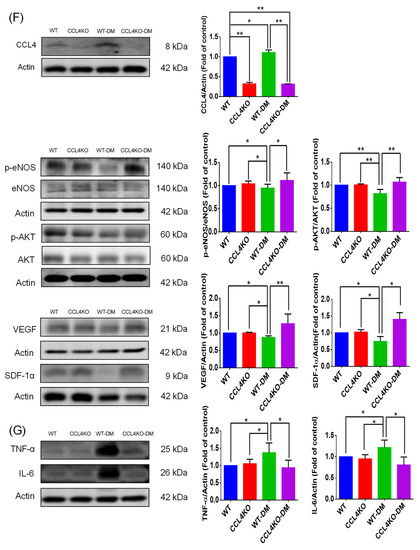 CCL4 Deletion Accelerates Wound Healing by Improving Endothelial Cell ...