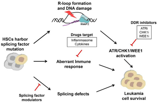 Molecular Threat of Splicing Factor Mutations to Myeloid Malignancies ...