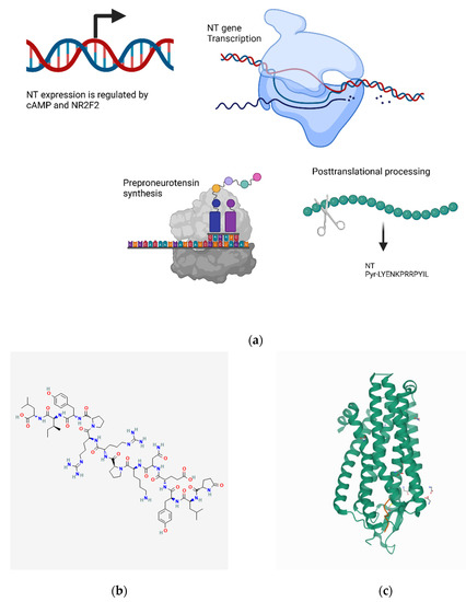 Immunomodulatory Role of Neuropeptides in the Cornea