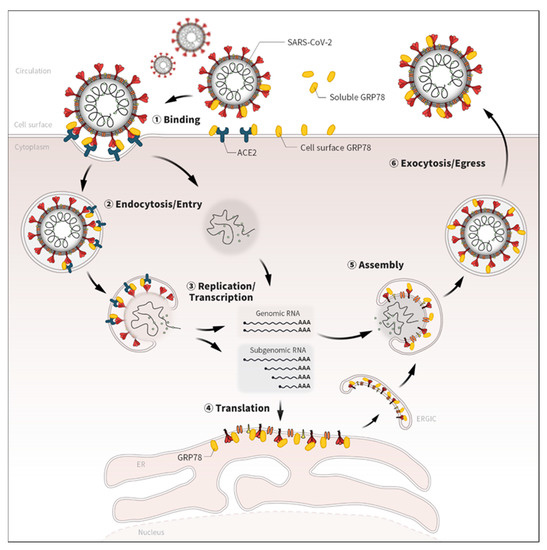 Biomedicines | Free Full-Text | GRP78, a Novel Host Factor for SARS-CoV-2: The Emerging Roles in ...