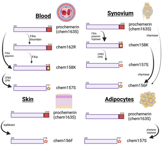 Biomedicines | Free Full-Text | Chemerin Forms: Their Generation and ...