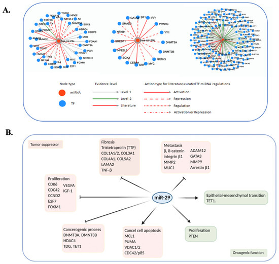 The Role of miR-29s in Human Cancers—An Update