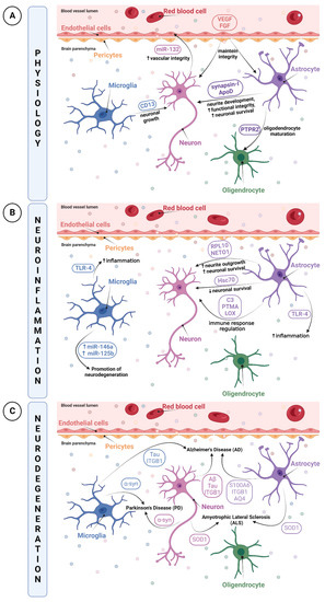 Neurovascular Unit-Derived Extracellular Vesicles: From Their ...