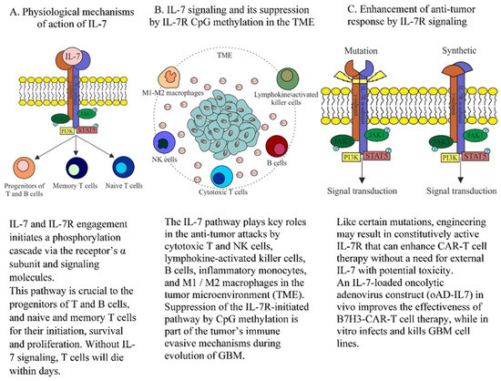 Epigenetic Suppression of the IL-7 Pathway in Progressive Glioblastoma