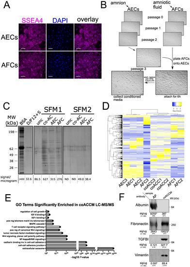 Comparative Analysis of Co-Cultured Amniotic Cell-Conditioned Media ...