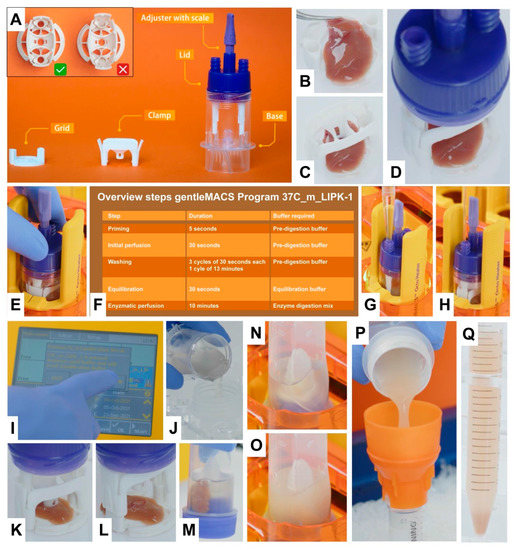 Isolation of Hepatocytes from Liver Tissue by a Novel, Semi-Automated ...