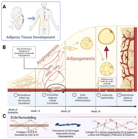 Adipose Tissue Development Relies on Coordinated Extracellular Matrix Remodeling, Angiogenesis ...