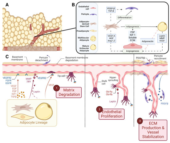 Adipose Tissue Development Relies on Coordinated Extracellular Matrix ...
