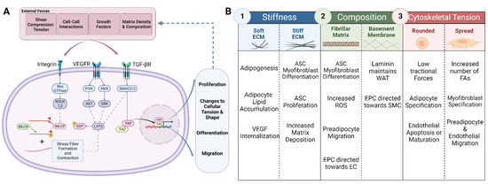 Adipose Tissue Development Relies on Coordinated Extracellular Matrix ...