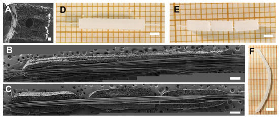 Biomedicines | Free Full-Text | Multimodular Bio-Inspired Organized ...