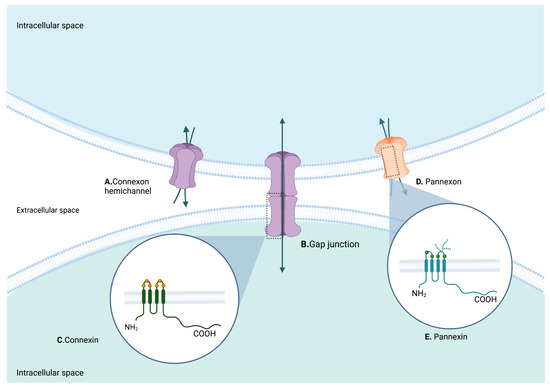Biomedicines | Free Full-Text | Connexins and Pannexins: Important ...