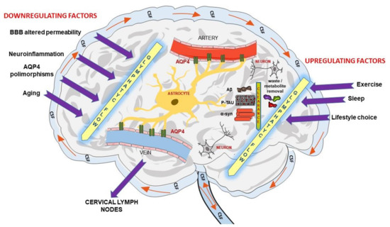 Biomedicines Free Full Text The Role Of Glymphatic System In Alzheimers And Parkinsons