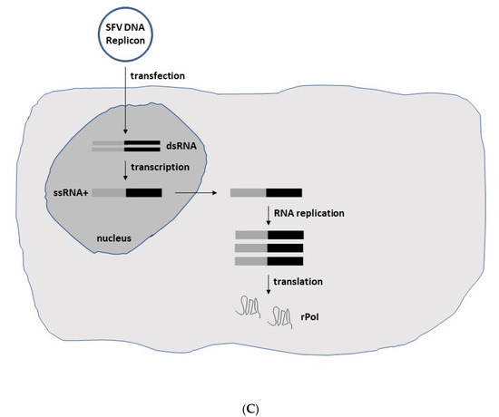 Biomedicines | Free Full-Text | Alphaviruses in Immunotherapy and ...