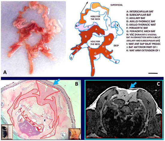 The Adipose Organ Is a Unitary Structure in Mice and Humans