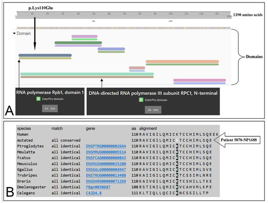 Identification of a Novel Missense Mutation of POLR3A Gene in a Cohort of Sicilian Patients with ...