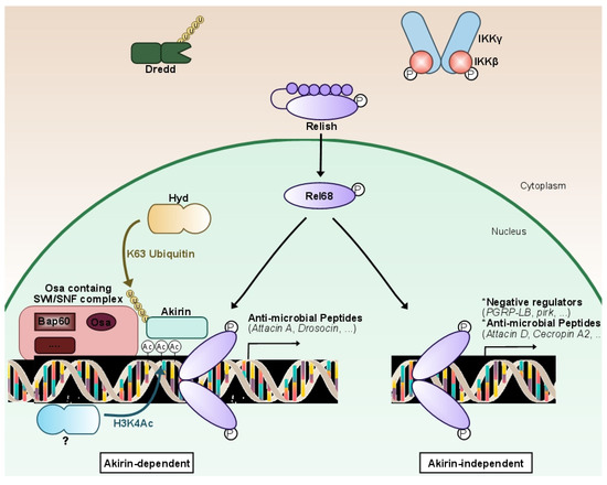 Dynamic Regulation of NF-κB Response in Innate Immunity: The Case of ...