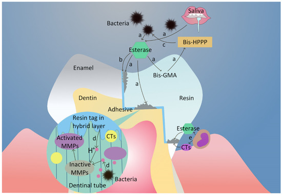 Biodegradation of Dental Resin-Based Composite—A Potential Factor ...