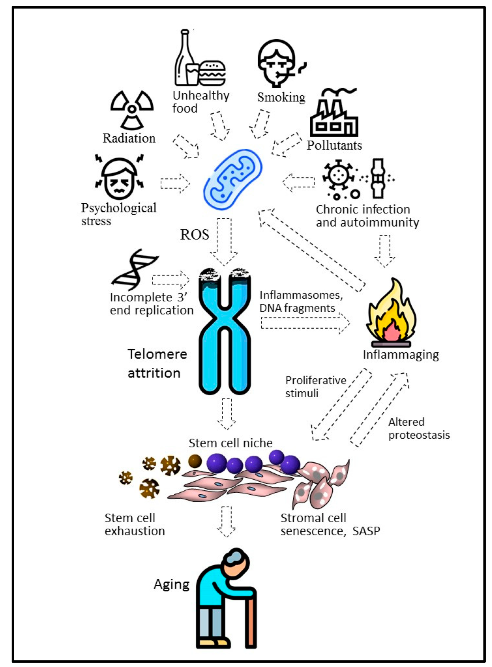 Telomeres And Telomerase In The Control Of Stem Cells