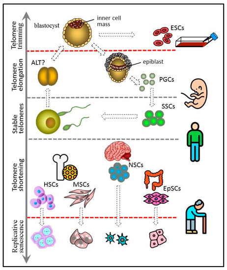 Telomeres And Telomerase In The Control Of Stem Cells