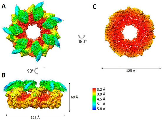 Local Flexibility of a New Single-Ring Chaperonin Encoded by ...