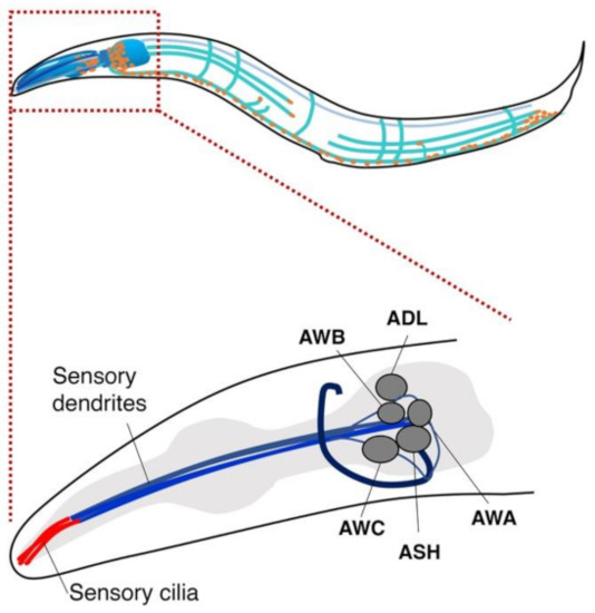 C. elegans as a Powerful Tool for Cancer Screening