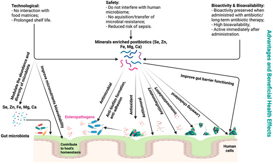 Mineral-Enriched Postbiotics: A New Perspective for Microbial Therapy ...