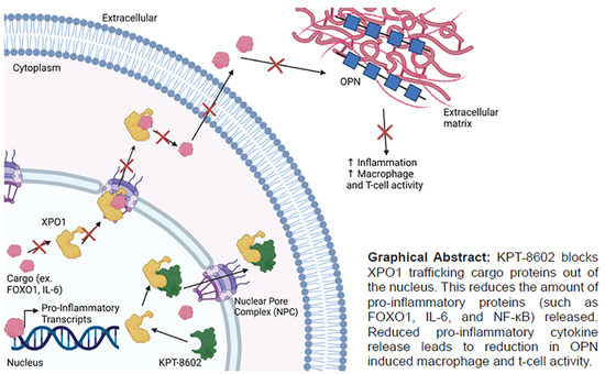 Biomedicines | Free Full-Text | Next-Generation SINE Compound KPT−8602 ...