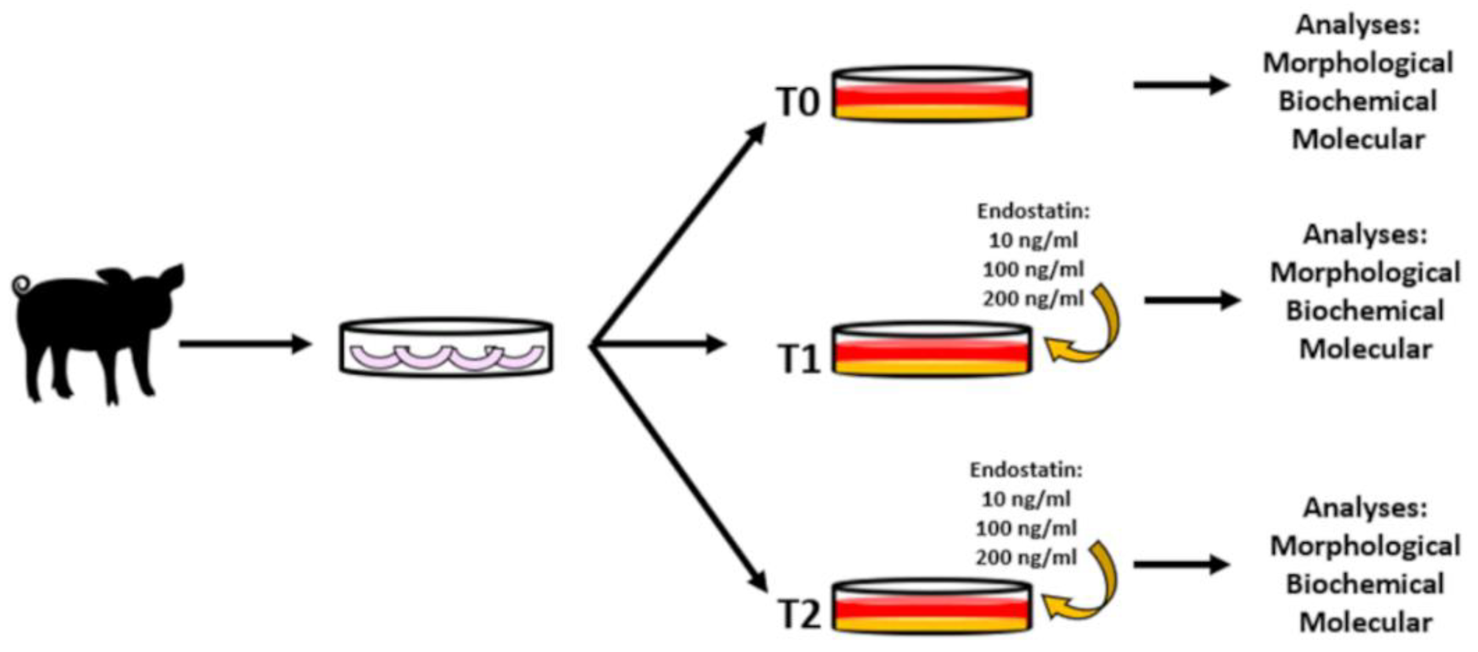 Biomedicines | Free Full-Text | Endostatin in 3D Fibrin Hydrogel ...