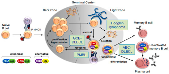 Biomedicines | Free Full-Text | NF-κB Mutations in Germinal Center B ...